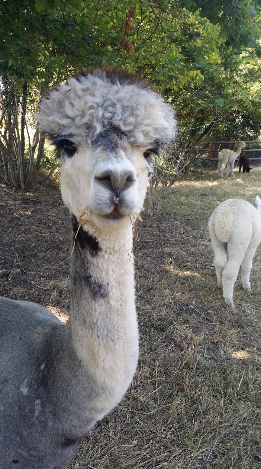 Alpaca Experience for 6 (Exclusive) | Solomons Alpacas